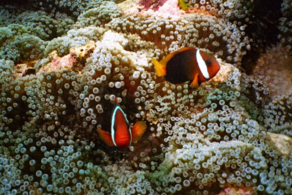 Guam Solo Female Travel Safety Tips and Advice - Solo Female Travelers