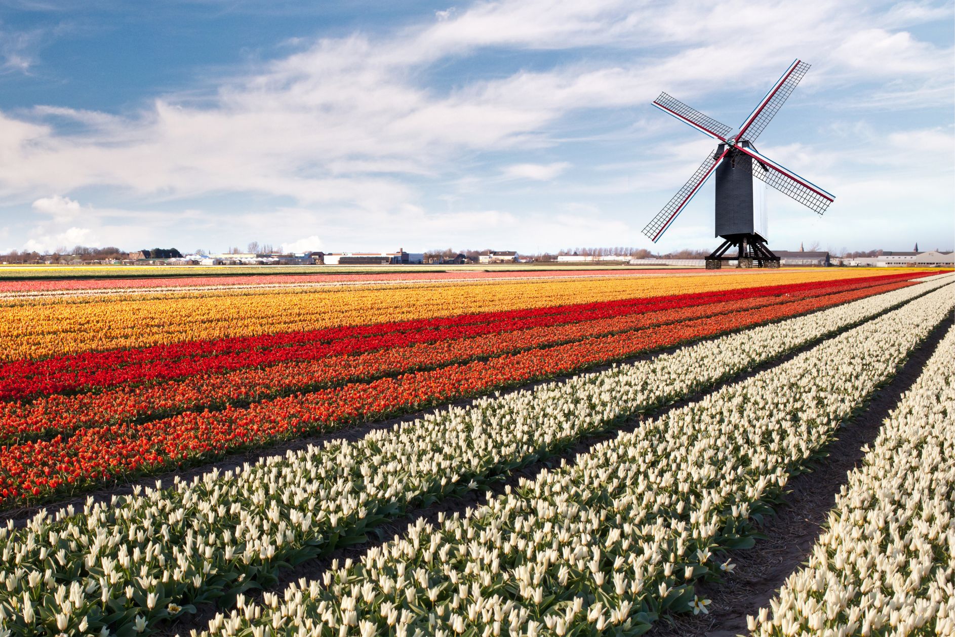 The Netherlands Solo Female Travel Safety Tips and Advice